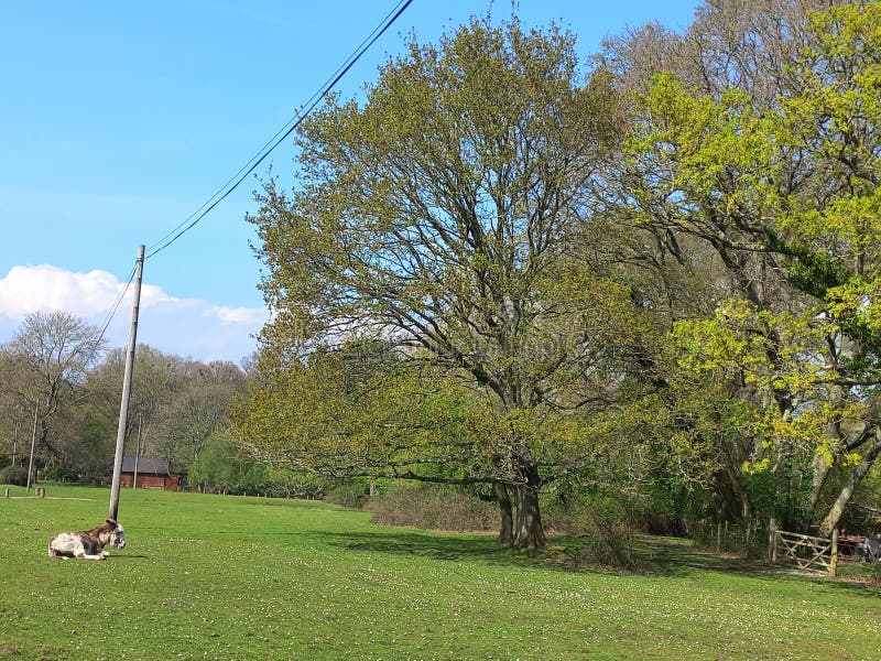 Donkeys in the Spring New Forest England Stock Image - Image of england ...