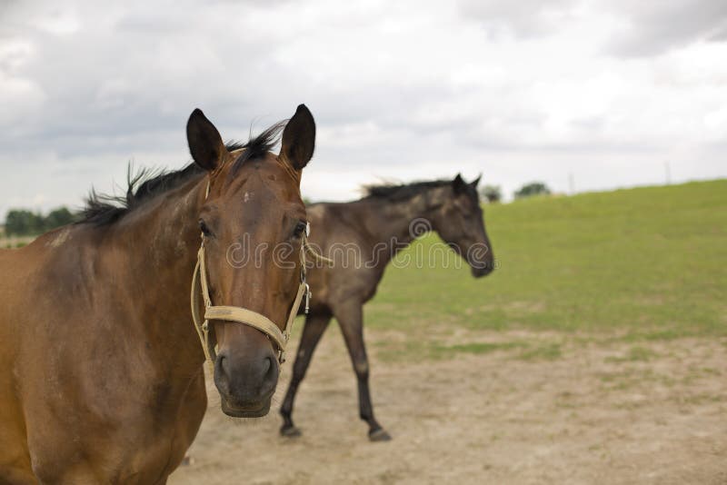 Horses in Spring Pasture stock photo. Image of land, mammal - 26209728