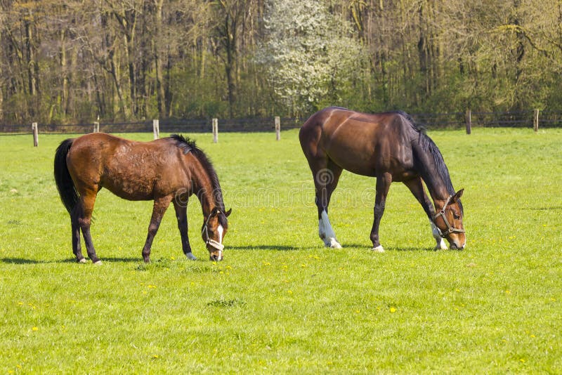 Horses stock image. Image of steed, slope, horseflesh - 53345231
