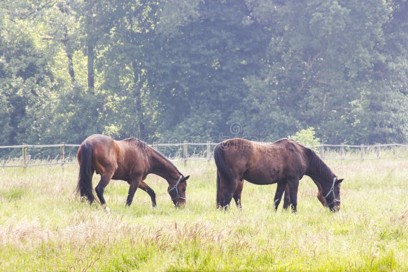 Horses stock photo. Image of lower, field, entire, nature - 72840438