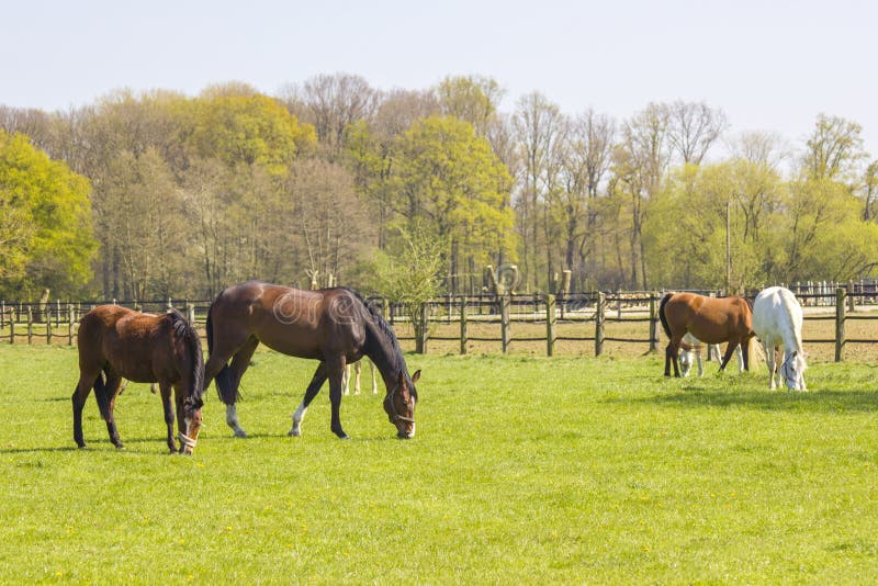 Horses on a spring pasture stock photo. Image of horseflesh - 65181980