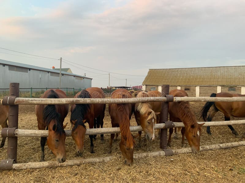Horses in stable stock photo. Image of grass, meadow - 236294942