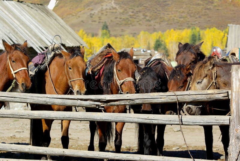 Horses in stable stock photo. Image of horse, habitat - 34145618