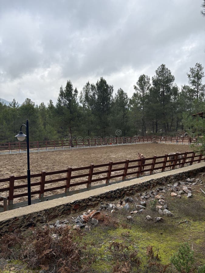 Horses in the Stable and in the Paddock on a Walk Stock Image - Image ...