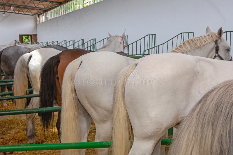 Horses in Stable stock image. Image of animals, tail - 367017341