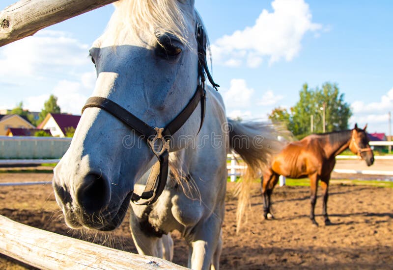 Horses Standing in Aviary Close Up Stock Photo - Image of stallion ...