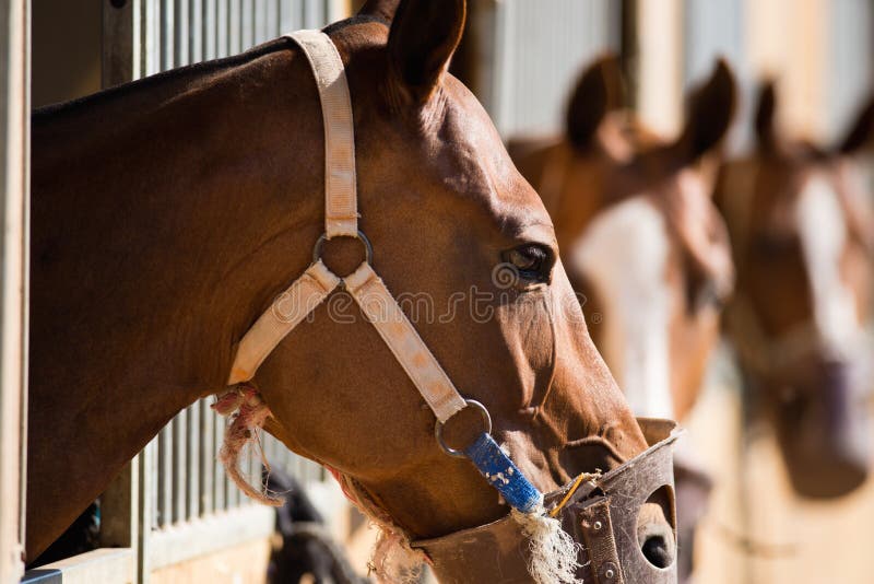 Horses standing in stable stock photo. Image of purebred - 118501450