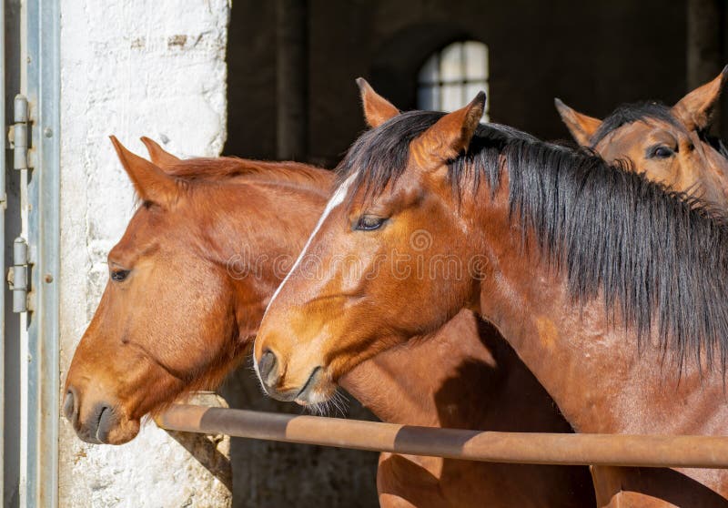 Horses are Standing in the Stable Stock Photo - Image of luxury, animal ...