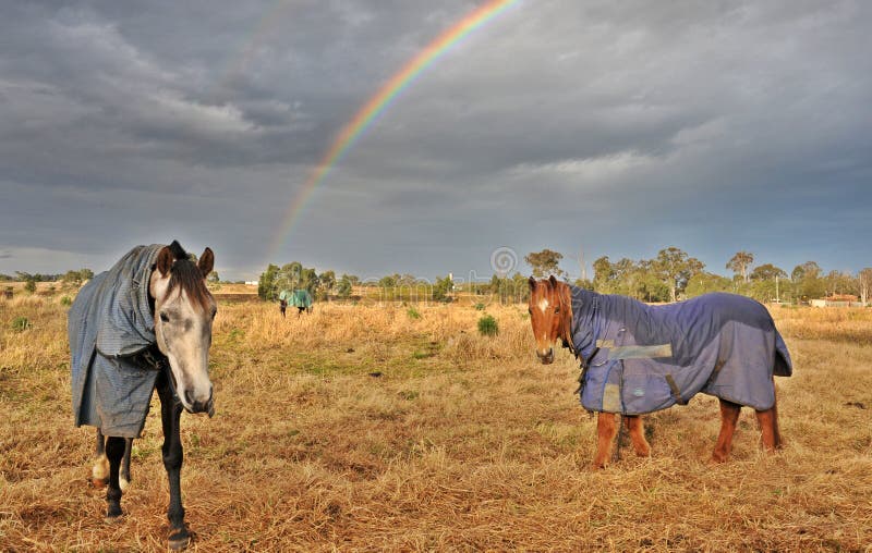Horses in a storm stock photo. Image of chesnut, stormy - 10671040