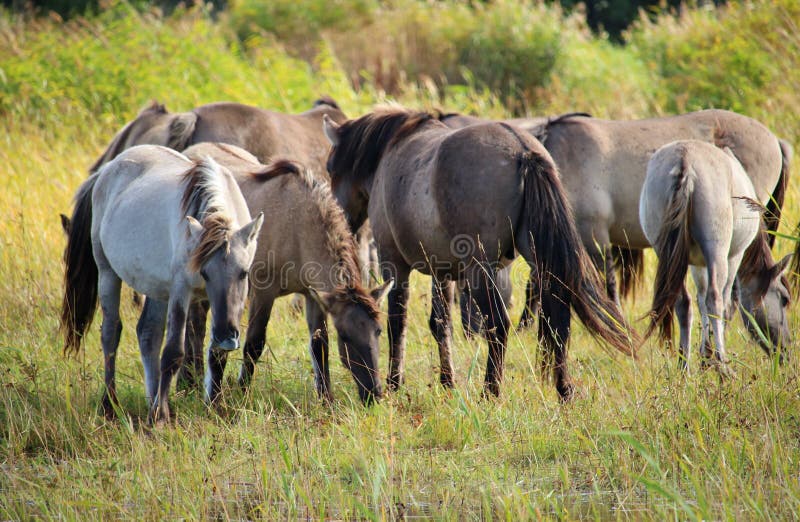 Horses on a Summer Pasture on a Sunny Summer Day Stock Image - Image of ...