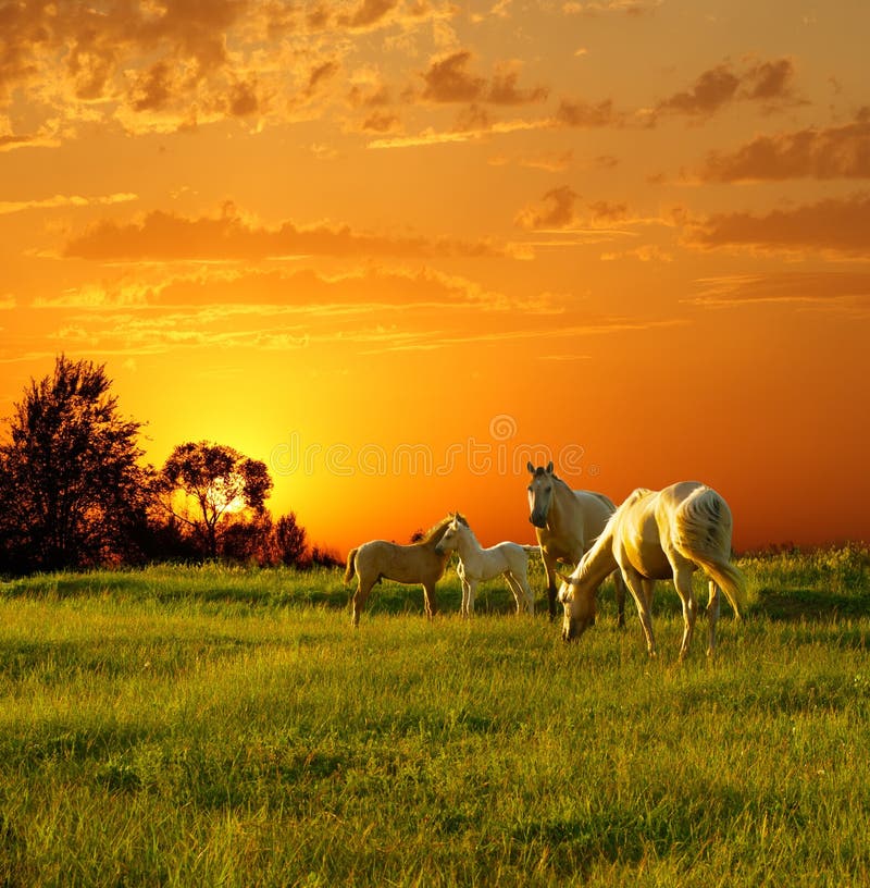 Running Mustang Horses at Sunset Stock Image - Image of orange, horses ...