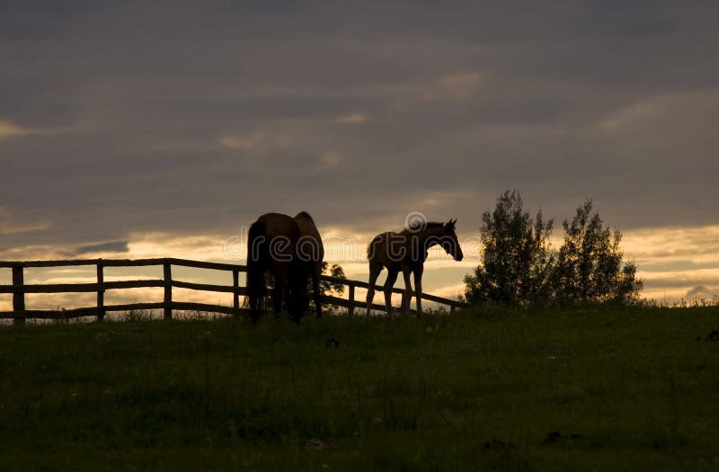 Horses at sunset stock photo. Image of horse, animal, view - 2823064