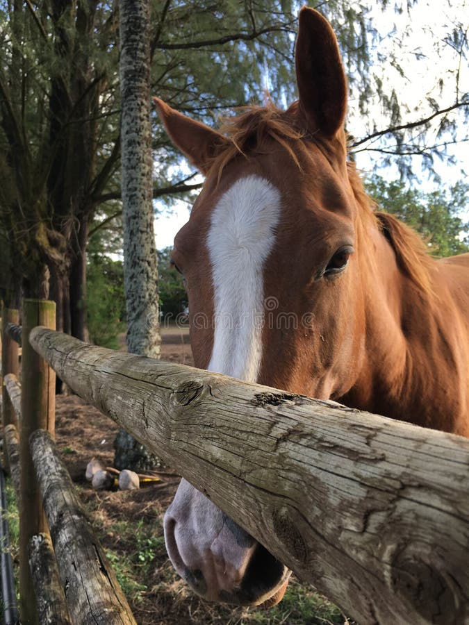 Horses during Sunset in Spring on Kauai Island, Hawaii. Stock Photo ...