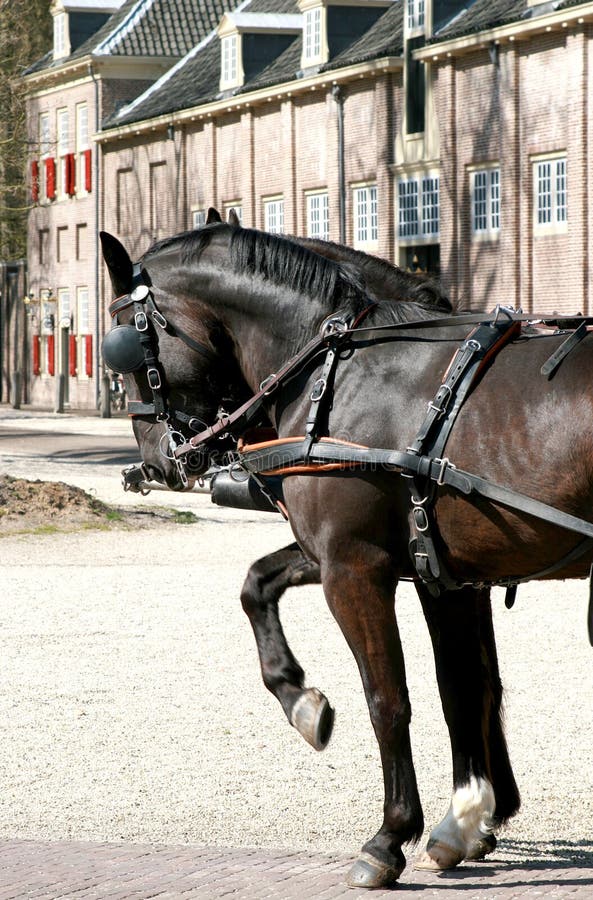 Dutch Harness Horse Stock Photos - Free & Royalty-Free Stock Photos ...