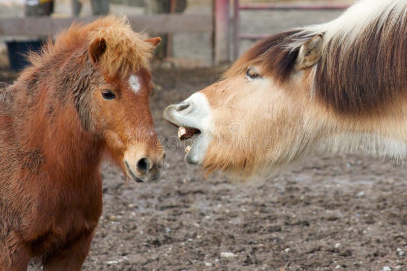 Horses talking stock image. Image of hair, pasture, mammal - 27203637