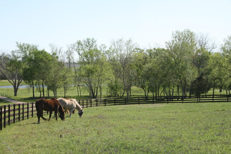 Horses in Texas Spring stock image. Image of horse, grazing - 145609089