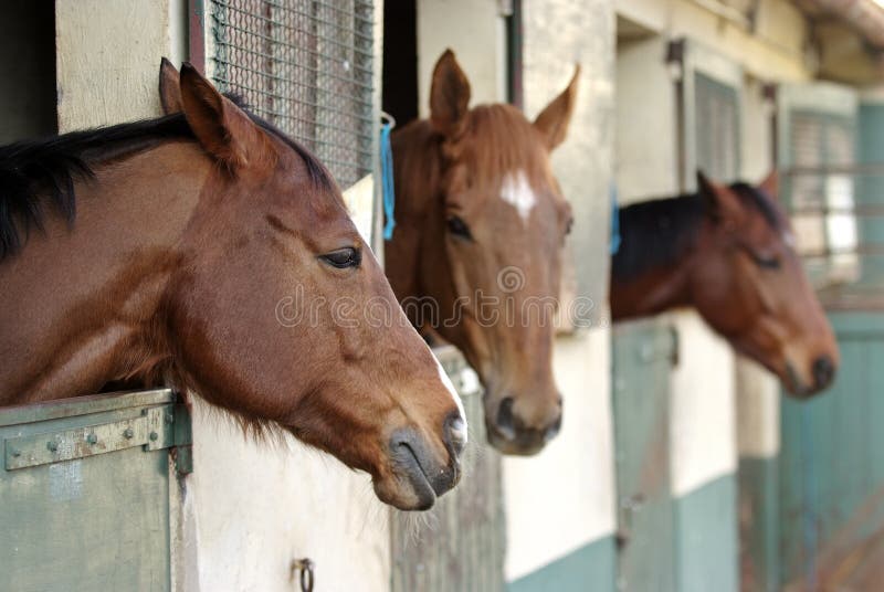Horses in their stable stock photo. Image of building - 1737706