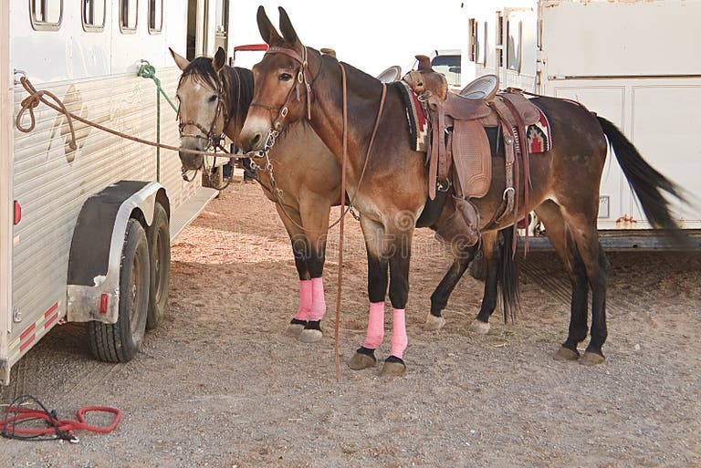 911 Trailer Animals Stock Photos - Free & Royalty-Free Stock Photos ...