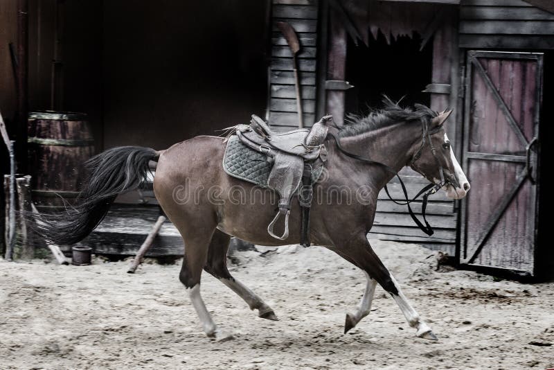 The Horses in the Training Paddock are Behind Stock Photo - Image of ...