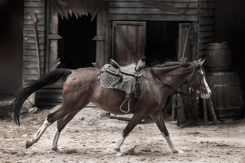 The Horses in the Training Paddock are Behind Stock Image - Image of ...