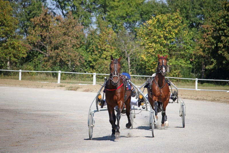 Horses Trotter Breed Harness Racing Stock Photo - Image of stallion ...