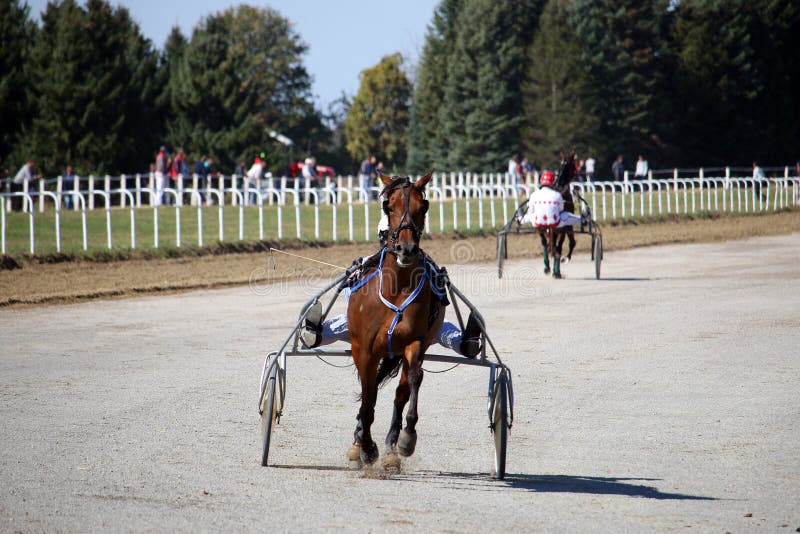 Horses Trotter Breed in Motion Harness Racing Editorial Photography ...