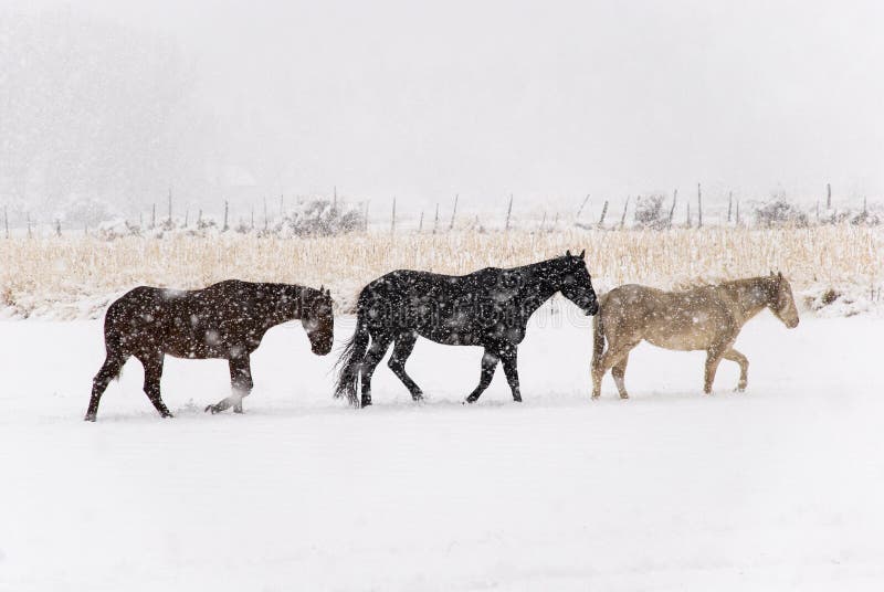 Horses Trudge through Snow stock image. Image of countryside - 13867877