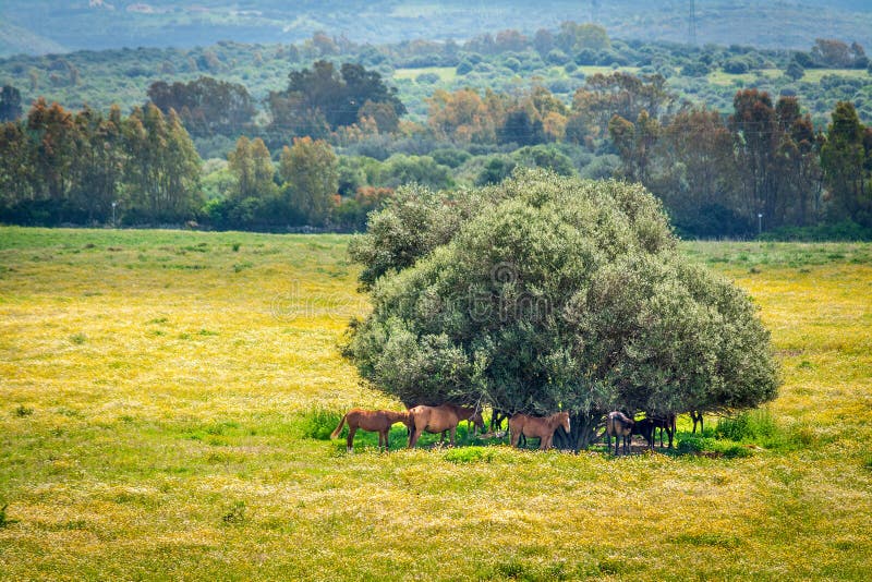 Horses Under a Big Tree in a Yellow Field Stock Image - Image of puddle ...