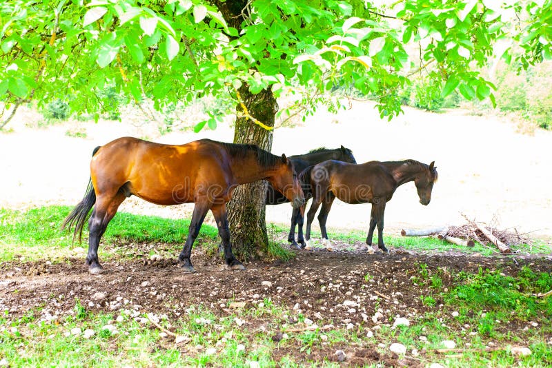 Horses under a tree stock photo. Image of purebred, horse - 175682908