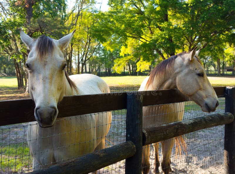 Training Ponies in a Paddock at a Training Facility in Florida Stock ...