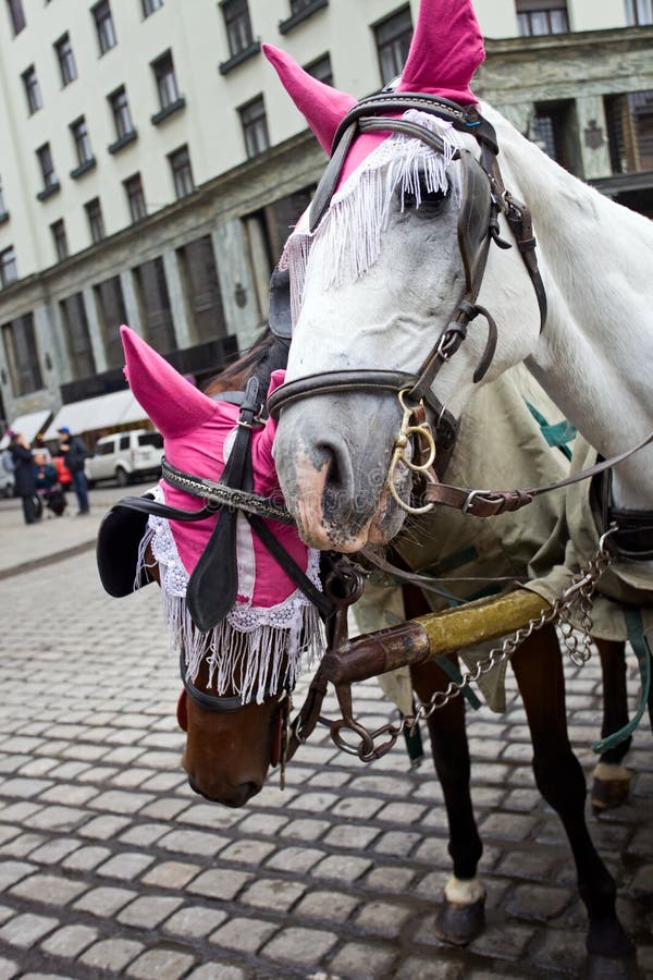 Horses in Vienna. stock image. Image of spanish, riding - 21824465