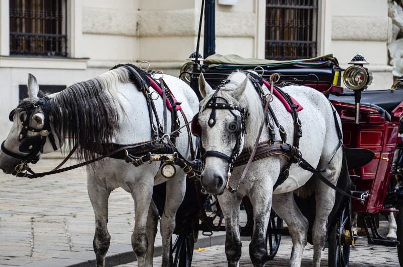 Horses in Vienna, Austria stock photo. Image of riding - 24480562