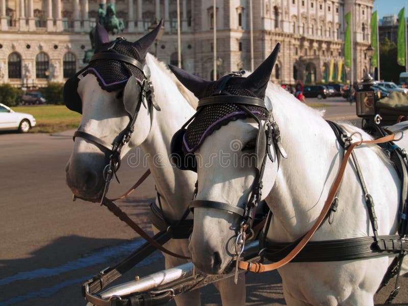 Horses in Vienna, Austria stock photo. Image of riding - 24480562