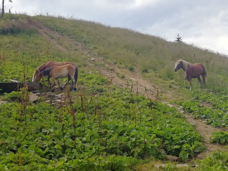 Horses are Walking at the Foot of Hoverla Stock Image - Image of ...