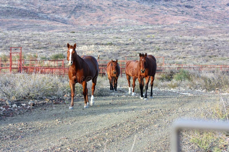 Texas Longhorn in West Texas Stock Image - Image of marfa, chihuahua ...