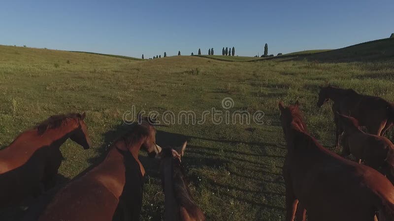 Horses Walking in Slow Motion. Stock Video - Video of clear, farm: 76898917