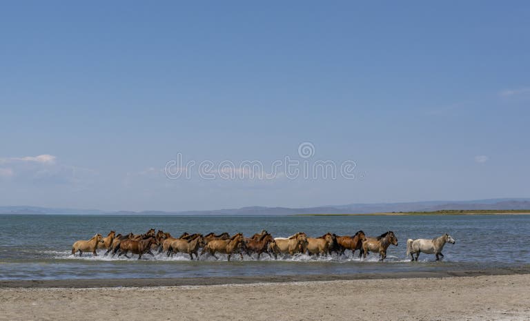 Horses Water Termen Lake Mongolia Stock Image - Image of landscape ...