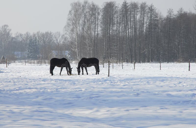 Winter Stable and Horses stock photo. Image of structure - 4769946