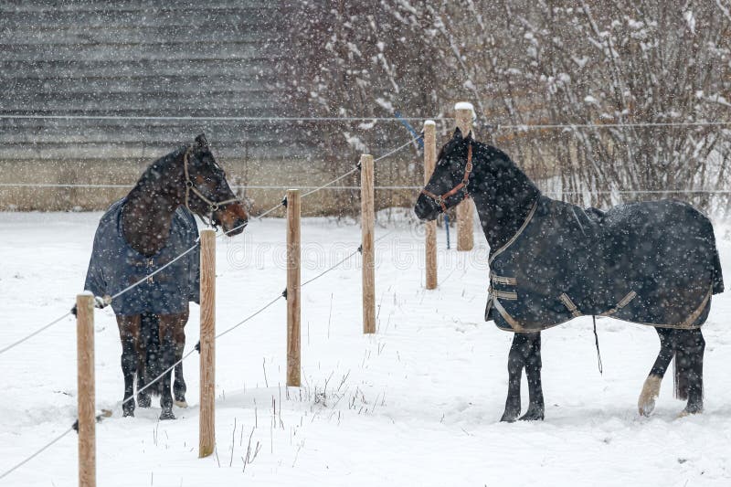 Horses in Winter Coats Play and Gallop Around the Paddock Under the ...