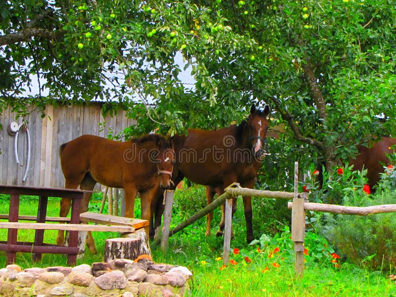 - Horses in the Yard Under the Apple Tree. Stock Image - Image of fauna ...