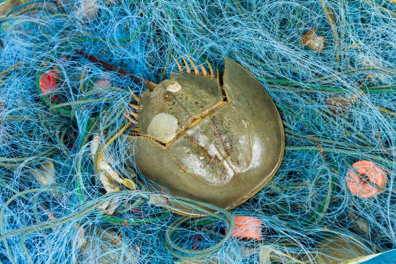 The Horseshoe crab stock photo. Image of animal, seafood - 50789938