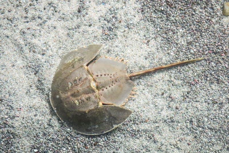 181 Limulus Polyphemus Photos - Free & Royalty-Free Stock Photos from ...