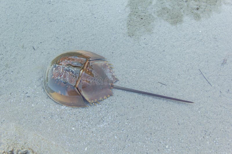 Horseshoe Crab on Sandy Beach Stock Photo - Image of summer, seashore ...