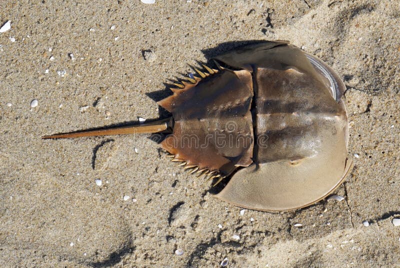Horseshoe crab shell stock image. Image of crab, crustacean - 198784777