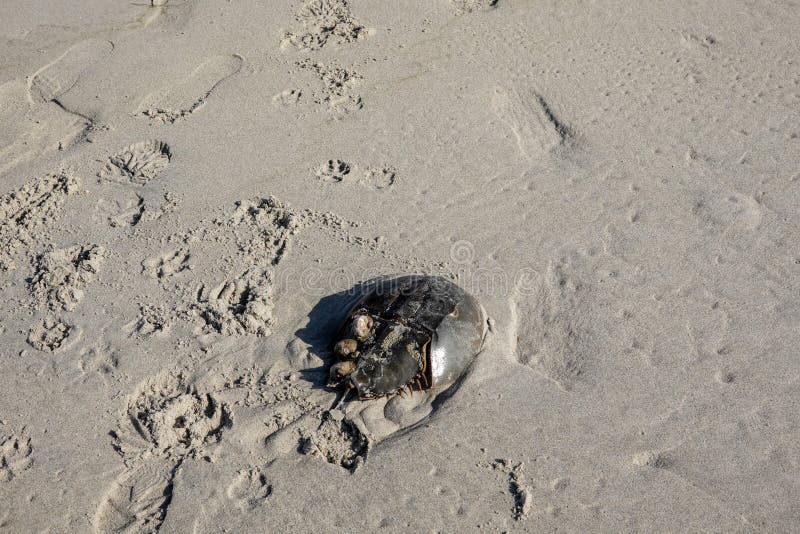 Horseshoe Crab Shell with Attached Barnacles on a Wet Sandy Beach Stock ...
