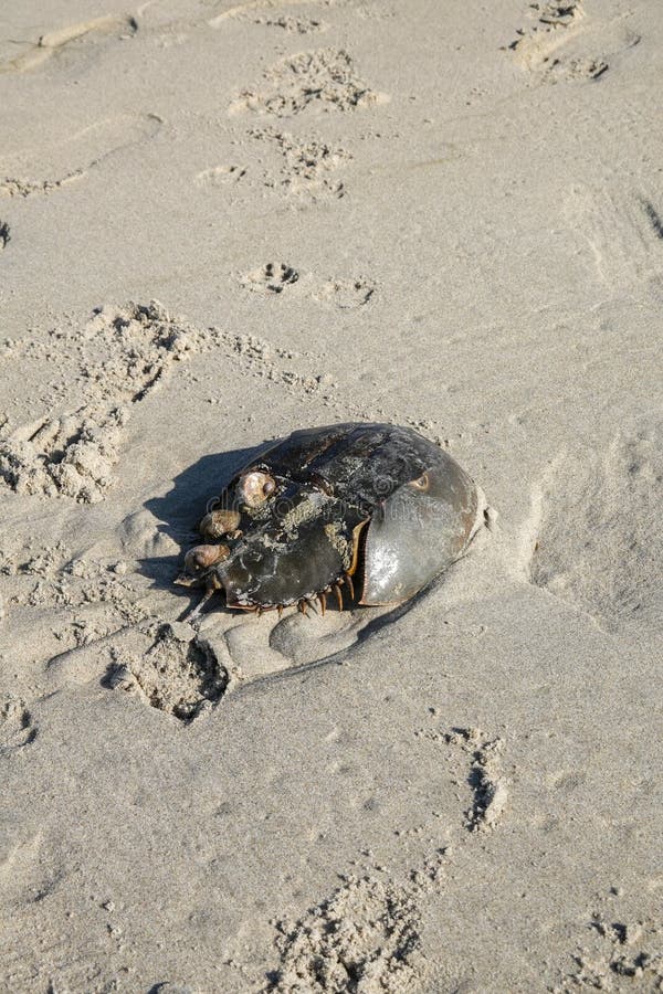 Horseshoe Crab Shell with Attached Barnacles on a Wet Sandy Beach Stock ...