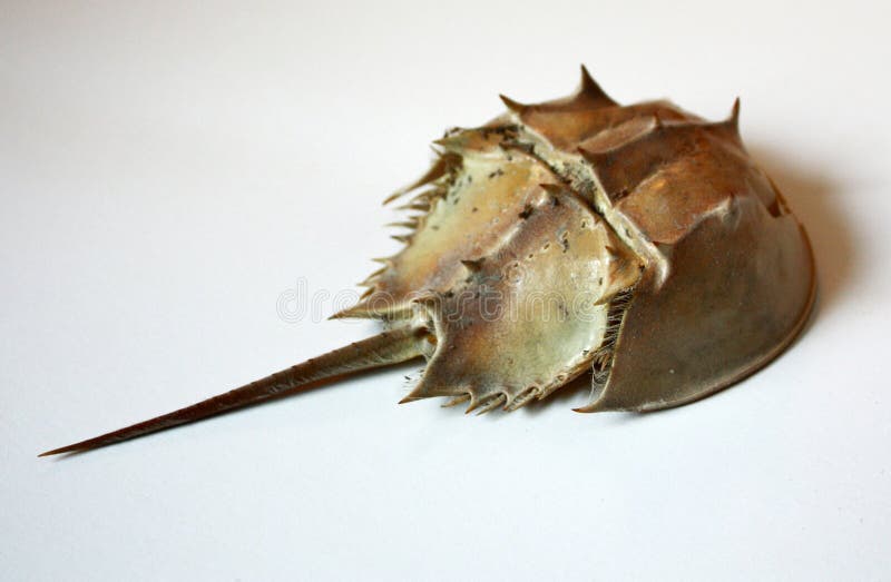 Horseshoe Crab Shell stock image. Image of south, ocean - 40761023