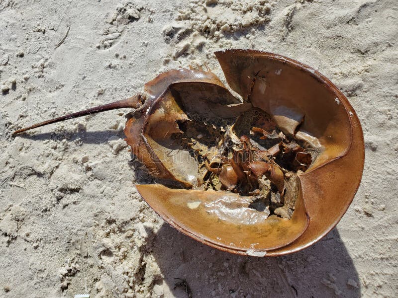 Horseshoe Crab Shell Washed Up on the Beach Stock Photo - Image of food ...