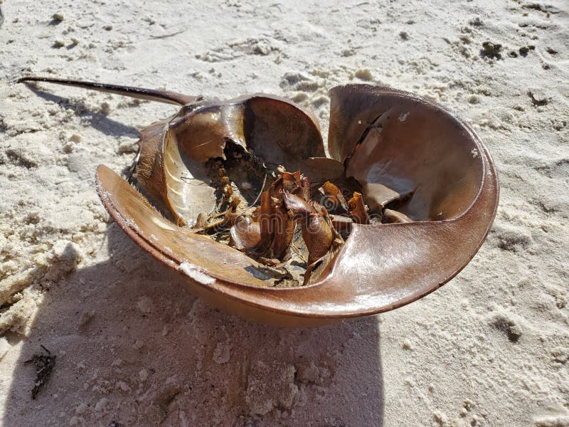 Horseshoe Crab Shell Washed Up on the Beach Stock Image - Image of ...