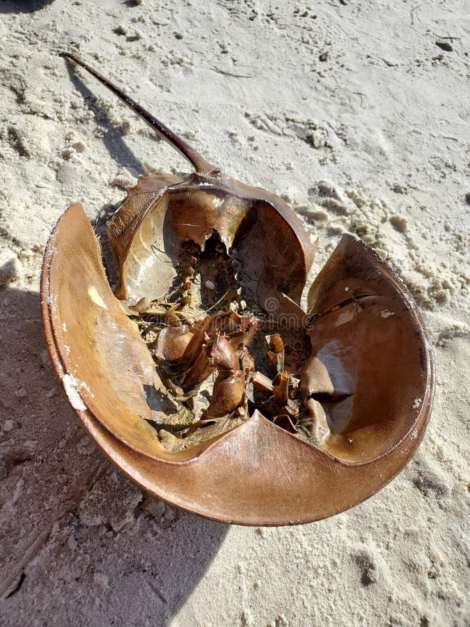 Horseshoe Crab Shell Washed Up on the Beach Stock Image - Image of food ...